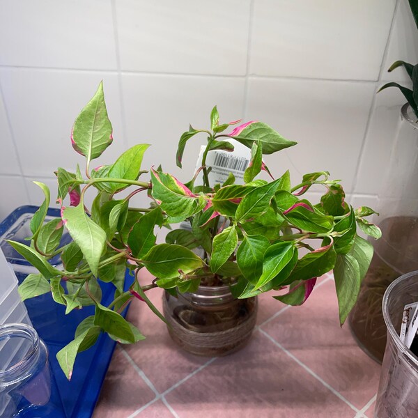 Ajuga Feathered Friends fierce Falcon Plant in 3 1/2 Pot Perennial ...