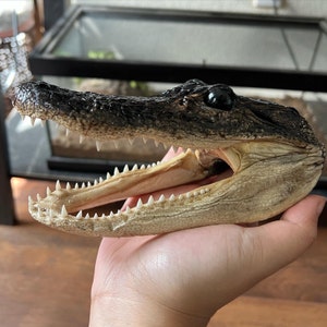 ALLIGATOR BONE DUST Voodoo Hoodoo Wicca Gothic Oddity - Etsy