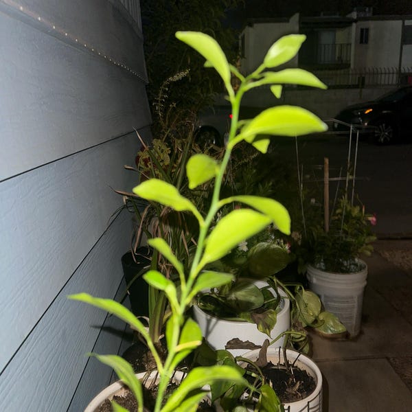 Theobroma Cacao Amelonado/forastero Live Rooted Plant Tree - Etsy