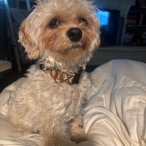 UGLY Bells for Pet Collar Chipped Jingle Bell for Cat Collar Character ...