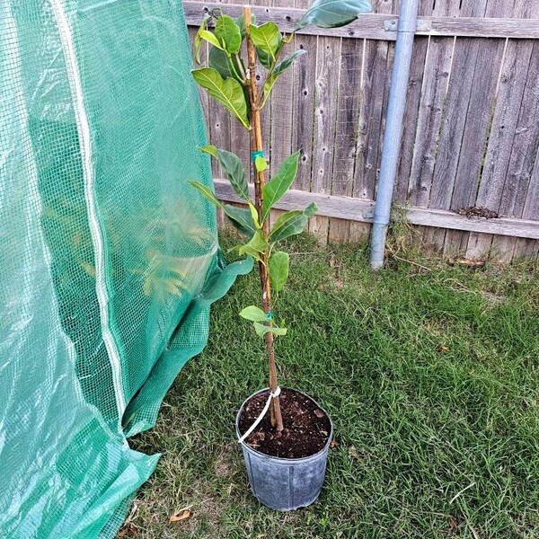 Pineapple Fruit Plant Red Florida Special, Ananas Comosus Live Plant in ...