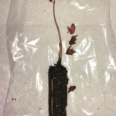 Christmas Tree Seed Grow Kit the Jonsteen Company - Etsy