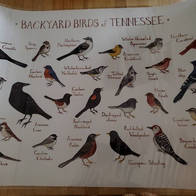 Tennessee Backyard Birds Field Guide Art Print / Watercolor Painting ...