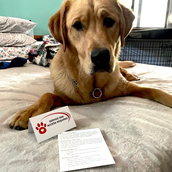 Lagotto Sock Thief Vinyl Decal - Etsy