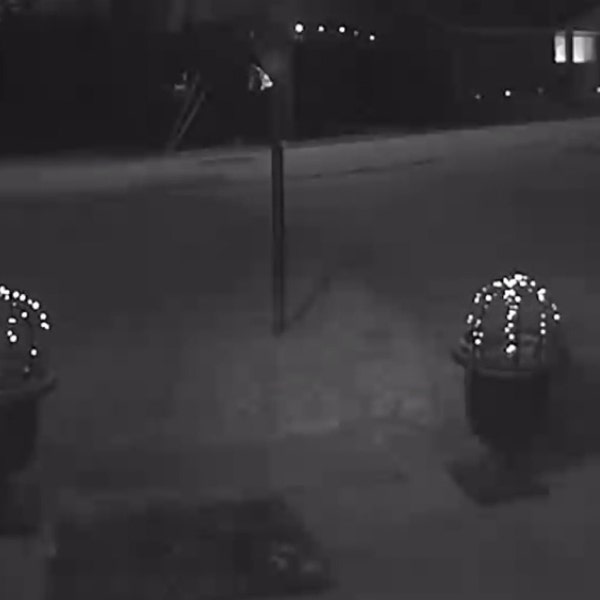 Assorted Fresh Greenery | DIY Wedding & Event Kit | Mix of Eucalyptus ...