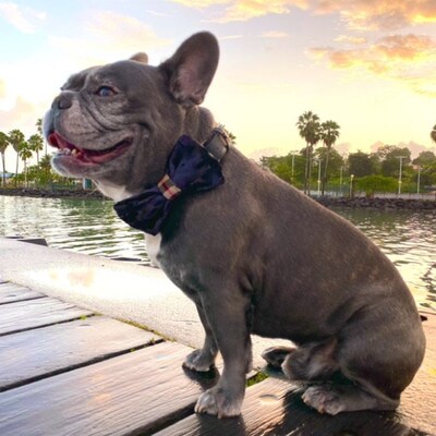 The Tiffany Teal Blue Velvet Dog Bow Tie - Etsy