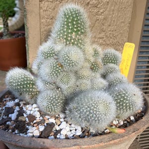 Rebutia Muscula Touchable Cactus in 6 Inch Pot E 250 - Etsy