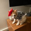Complete French Cat Outfit Cat Beret, Ascot and Striped Shirt Pet ...