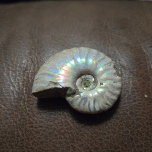 Opalized Ammonite / Fire Ammonite / Ammonite Specimen / Polished ...