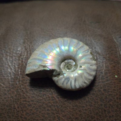 Opalized Ammonite / Fire Ammonite / Ammonite Specimen / Polished ...
