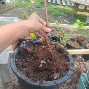 2 Raspberry Plants Joan J Completely Thornless, Everbearing, High ...