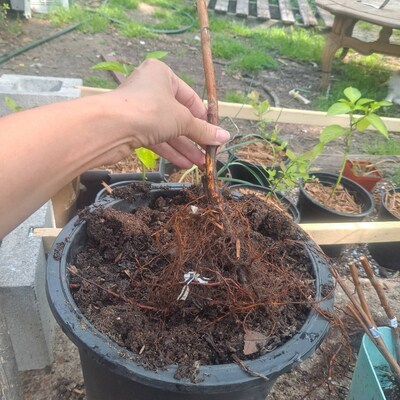 2 Raspberry Plants Joan J Completely Thornless, Everbearing, High ...