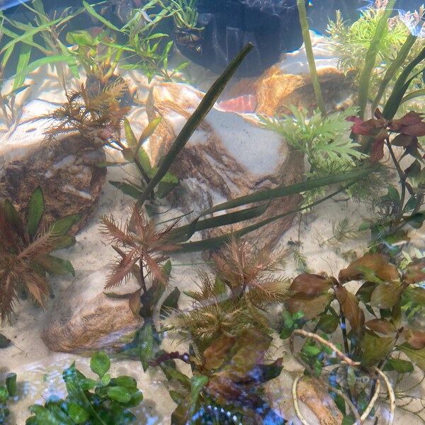 Banana Plant (nymphoides Aquatica) - Etsy