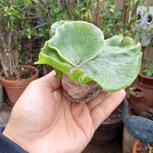 Flowerpotnursery Ruby Red Spikemoss Selaginella Erythropus - Etsy