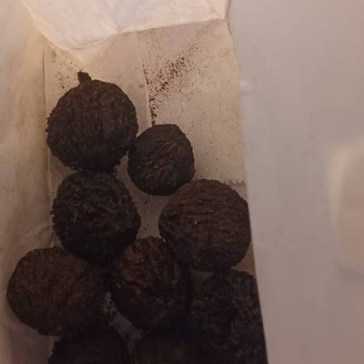 Black Walnut Shells, Squirrel Cut-organic Crafts, Art Projects, Jewelry ...