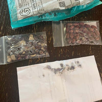 Phil's Two Tomato - Etsy