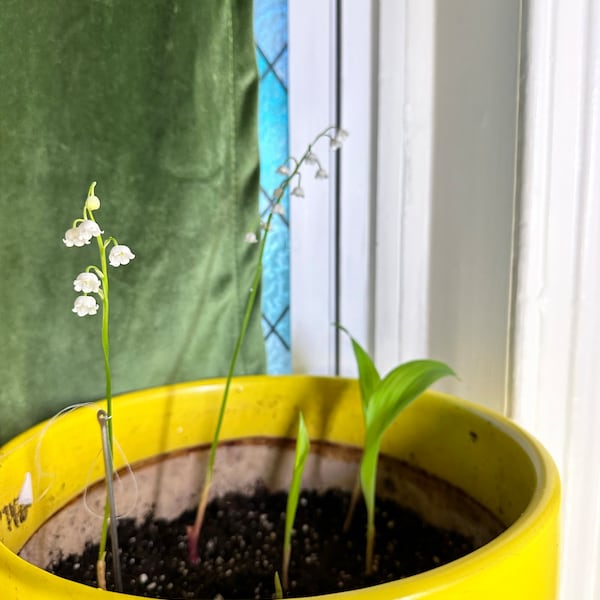 WHITE LILY of the VALLEY-10 Bare Roots, Plants/pips - Etsy