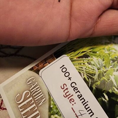 Phlox Seeds 125 Seeds Blue Moon Garden Bloom Flower Seed Flowers Garden ...