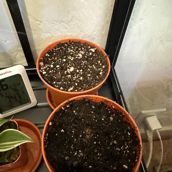 Pink Princess Symphony Caladium Live Bulb, Starter Plant for Spring ...