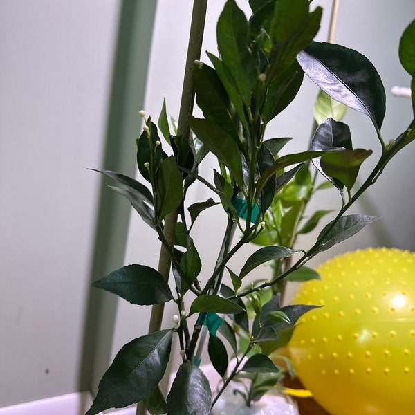 Grafted Kishu Mandarin Tree in Half Gallon Pot, Tangerine FLORIDA ...