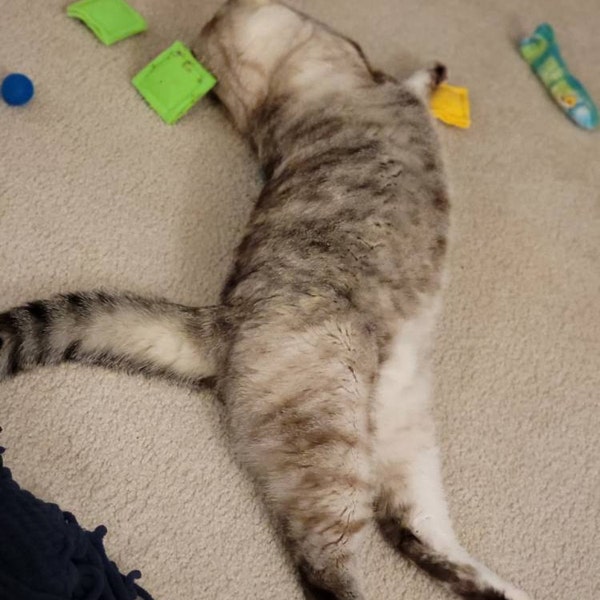 Marinated Catnip Toys for Cats Catnip Stuffed Raviolis/toys for Cats ...