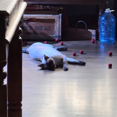 Felt Donkey Head Stuffed Donkey Head Kids Room Head Kids Animal Head ...