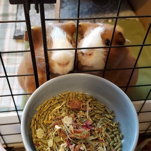 Hamster, Gerbil, Rat, and Mouse Forage Mix - Etsy