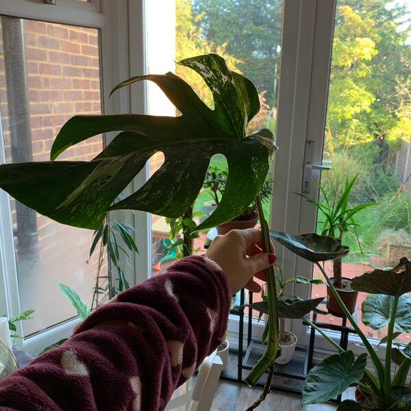 Variegated Monstera Wet Stick -this Wet Stick Selected Randomly From ...