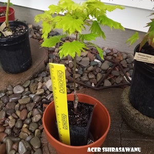 Cornus Sericea 'bergeson Compact' Dwarf Red Twig | Etsy