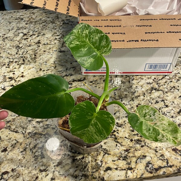 Copper Electroformed Sycamore Leaf. Copper Plated Leaf. Turning Real ...