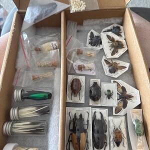 Stag Beetle Dorcus Alcides A1 Unspread and Unmounted for All Your Art ...