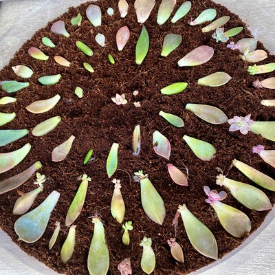 Succulent Leaf Starters Propagation - Etsy