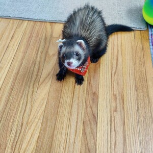 Ferret Bandana Ferret Bandanas Ferret Clothes Gifts for - Etsy