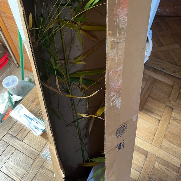 Bambusa “lady Finger” Clumping, Non-invasive Bamboo Plant – Large 1 ...