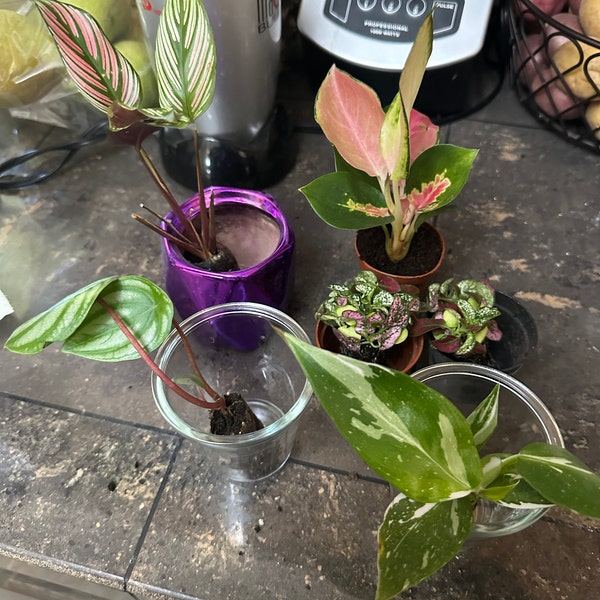 Hypoestes Mix “color Splash” Starter Plant **(ALL Plants Require You to ...