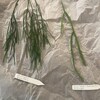Rhipsalis Cereuscula, Rice Cactus, Coral Cactus Plants 4” Pot and 4 ...