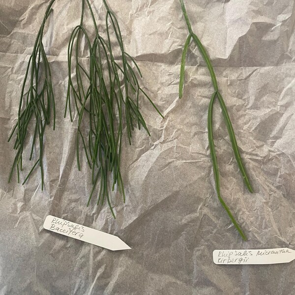 Rhipsalis Cereuscula, Rice Cactus, Coral Cactus Plants 4” Pot, 6” Pot ...