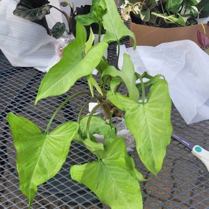 Syngonium Silver Fox : Indoor Plants Easy Care Houseplant Starter Plant ...