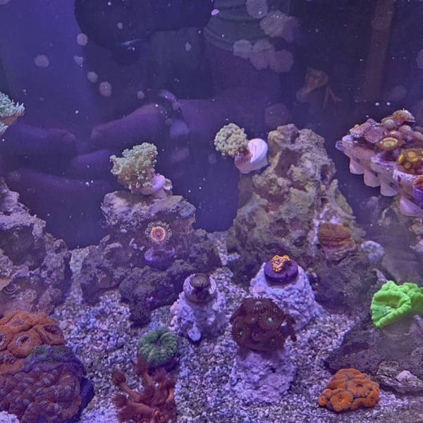 Reefhex Magnetic Frag Rack – Patent-pending Modular Frag Rack for Coral ...