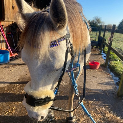 Anatomical Working Hunter Leather Bridle Cavesson Padded - Etsy