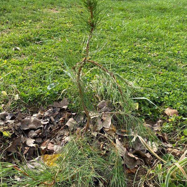 Viburnum Burkwoodii 'mohawk' Burkwood Viburnum Live Plant 4 Pot Size - Etsy