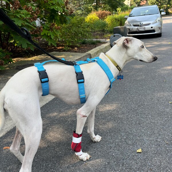 Dog Harness All Neon Like for Greyhound, Whippet, Piccolo, All Breeds ...