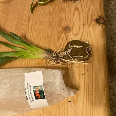 Mini Orchids Rare Perfect for Terrariums, Lonopsis, Mini Vandas, Mini ...