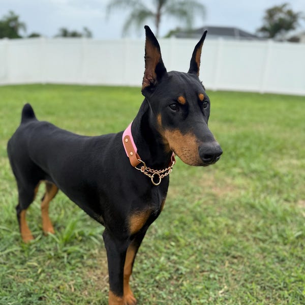 Two Tone Tapered Martingale Biothane Dog Collar, 1"-1.5" Inch Wide ...