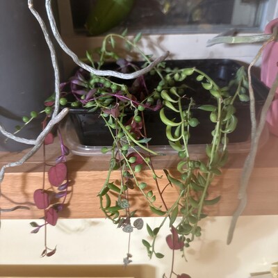 20 Trailing Succulent Strings With 7 Varieties, String of Pearl, String ...