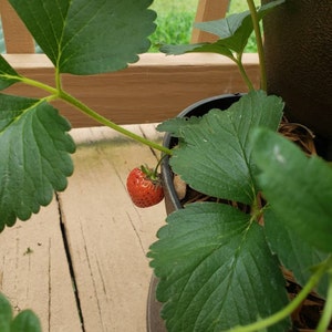 2 Raspberry Plants Joan J Completely Thornless Everbearing | Etsy