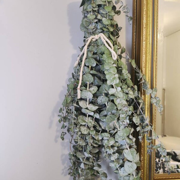 Fresh Eucalyptus Shower Bundle, Eucalyptus Shower Bundle, Indoor ...