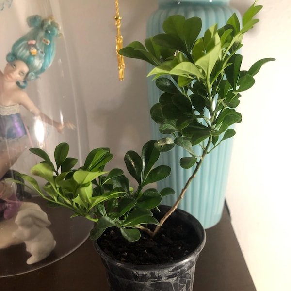 Chinese Perfume Tree, Chinese Rice Flower, in 4" or 6" Pot Aglaia ...