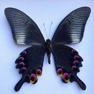 Rare Pink Form Gaudy Commodore Butterfly Framed Taxidermy | Etsy