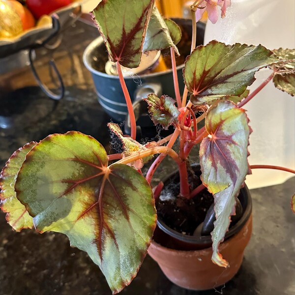 Monstera Adasoni Plant - Etsy